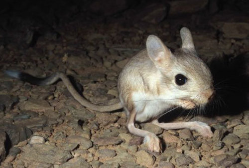 Aj’ što je zima udarila, nego patetika napada! – Tarzanija